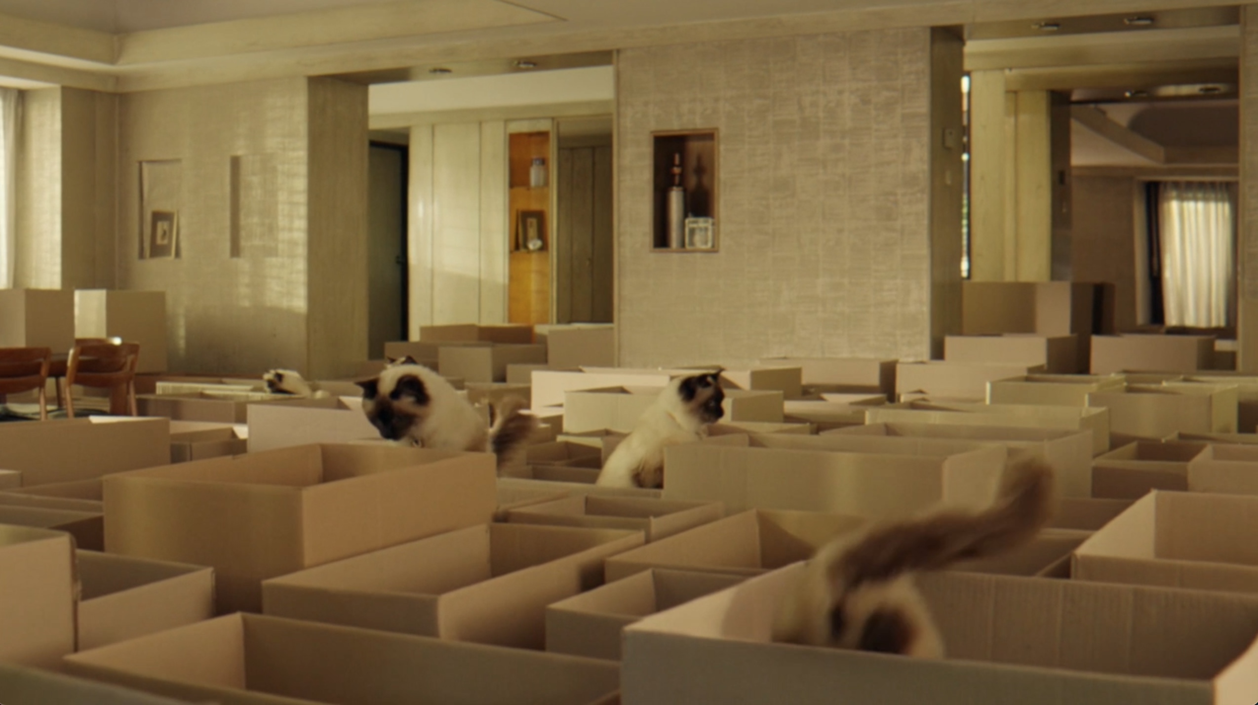 Iams / Box Indoor | Labhouse Films